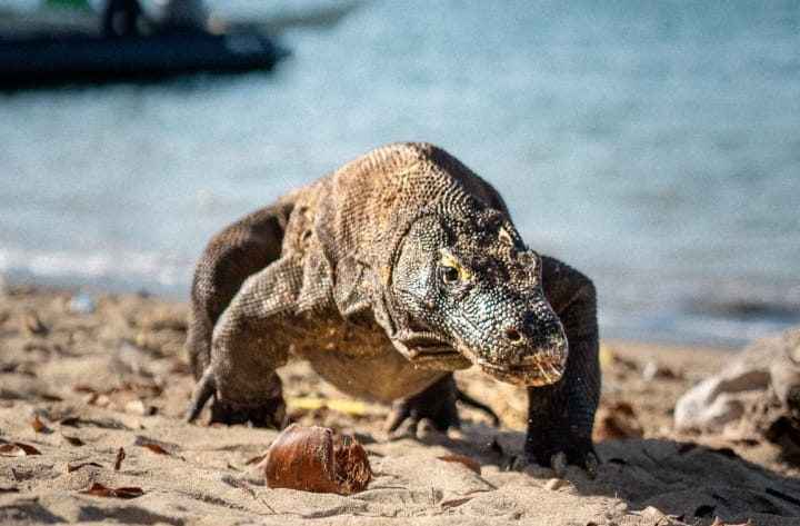 Navigating the New 2026 Komodo National Park Quota